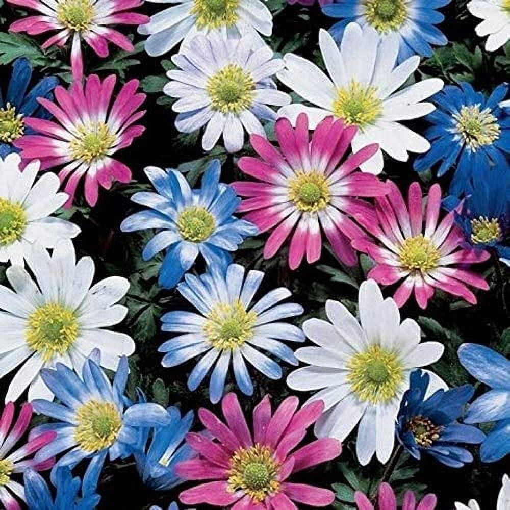 Anemone Windflower Perennial Bulbs - 10 Pack for Planting - Vibrant ...