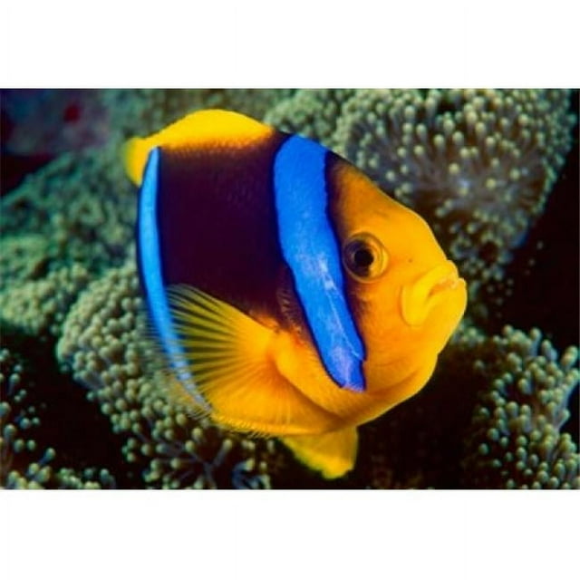 Anemonefish Great Barrier Reef Australia Poster Print by Stuart ...