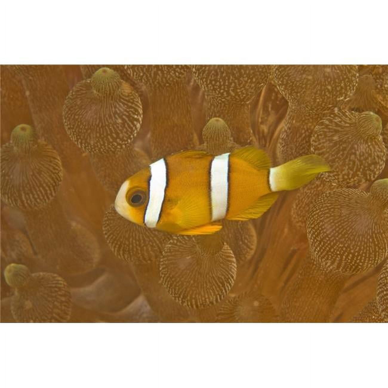 Anemonefish Sea Anemone Puerto Galera Philippines Asia Europe Poster ...