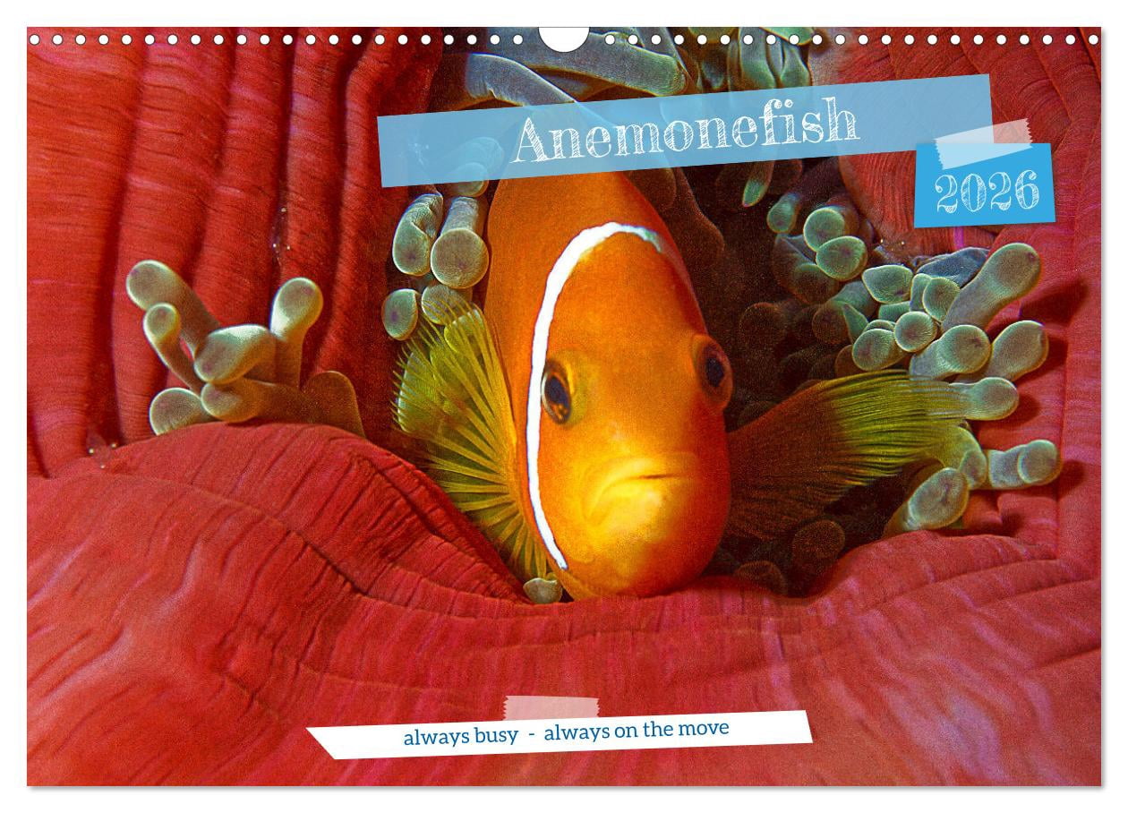 Anemonefish - always busy - always on the move (Wall Calendar 2026 DIN ...