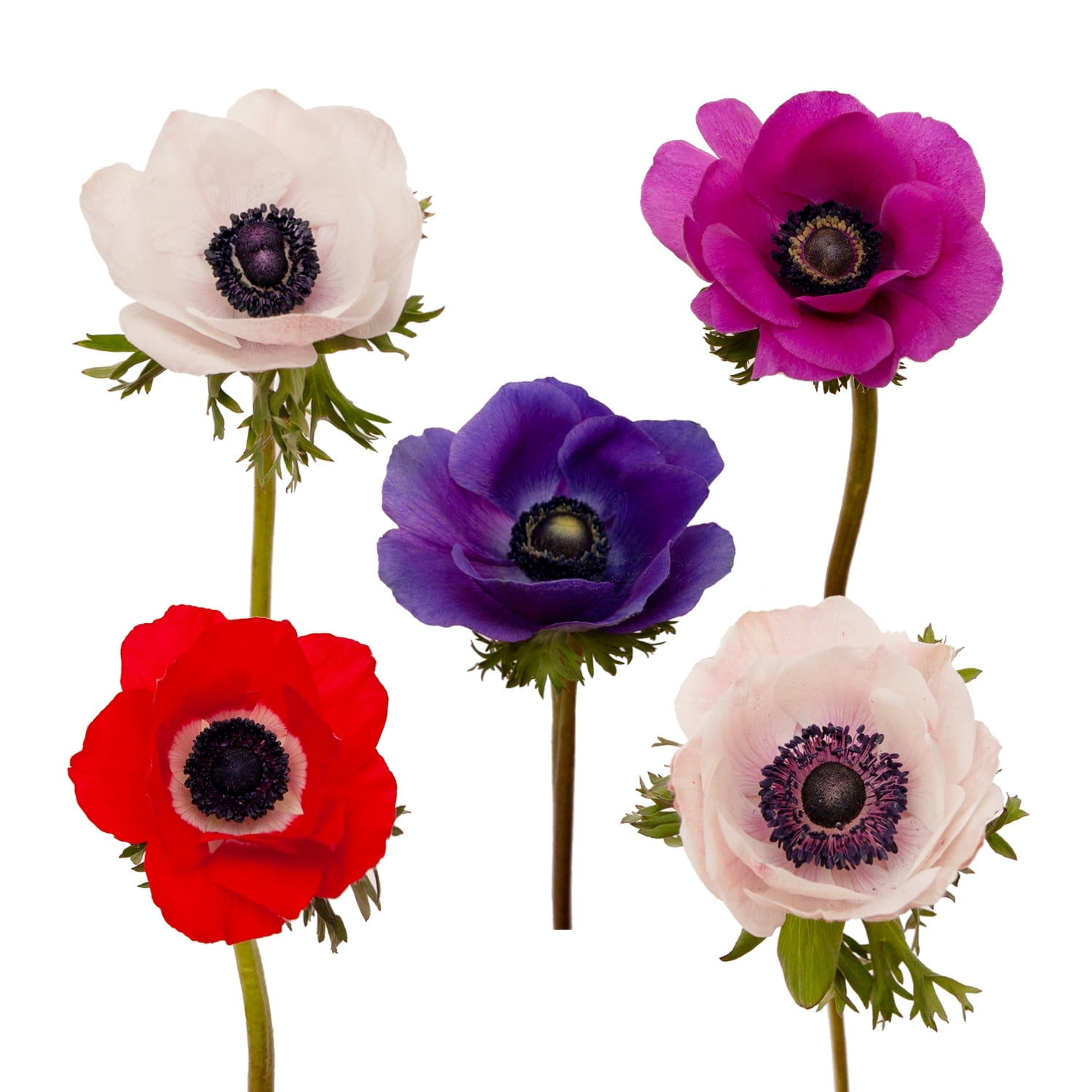 Anemones 60 Stems of Assorted Colors Farm Direct Fresh Cut Flowers by ...