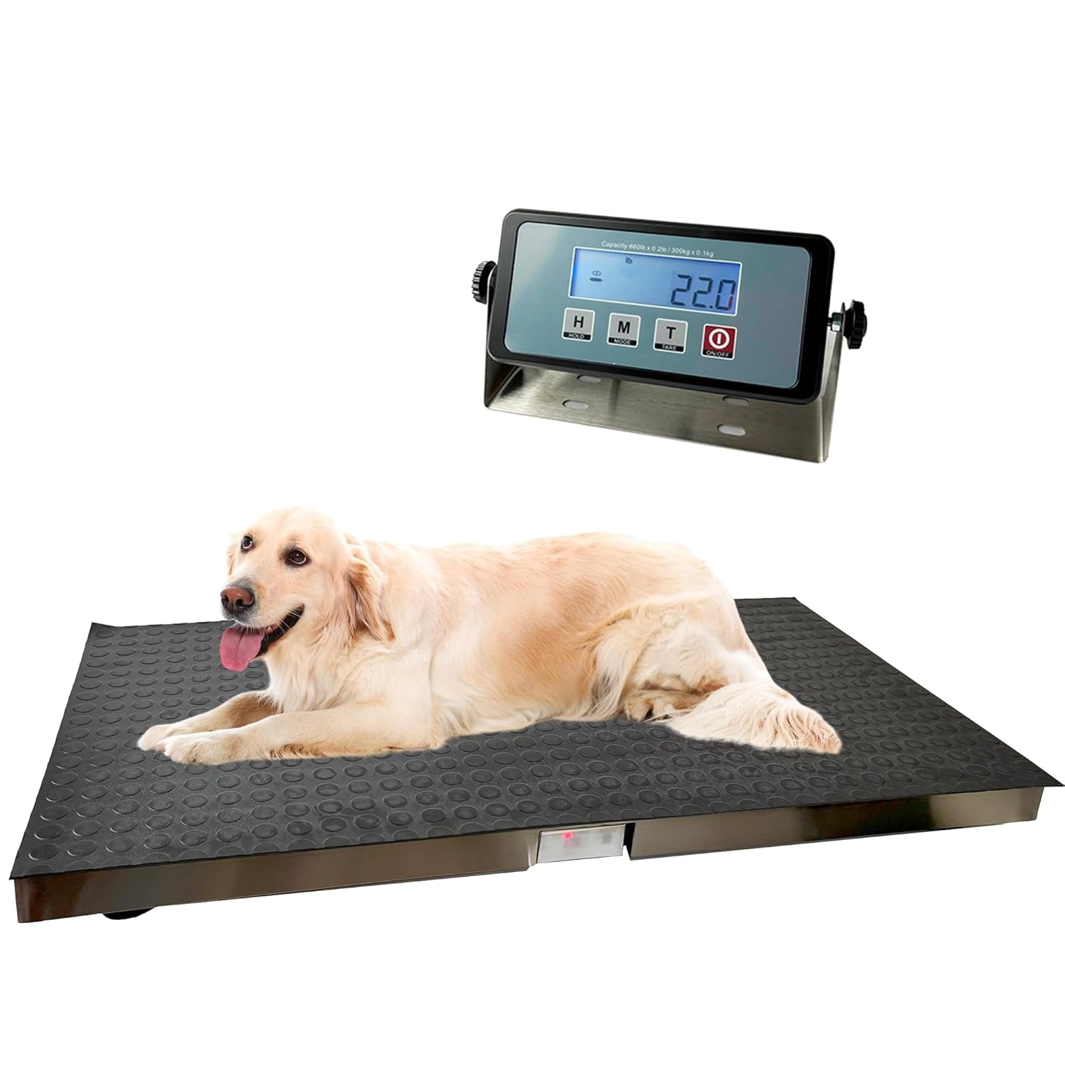 Angel Canada Cordless 660 Pounds Veterinary Dog Scale with Heavy Duty ...