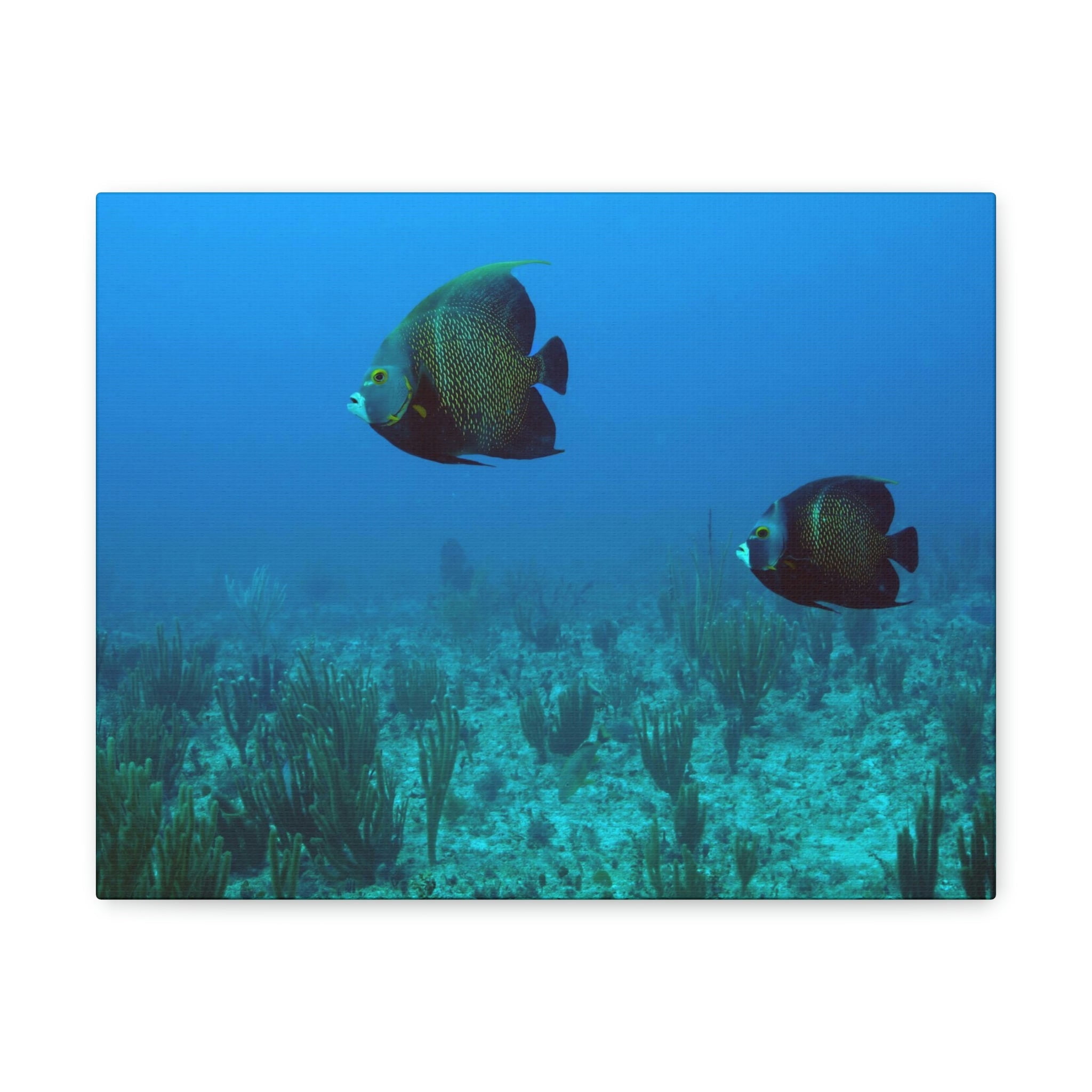 Angel Fish Couple Angel Fish Troop Print Animal Wall Art Wildlife ...