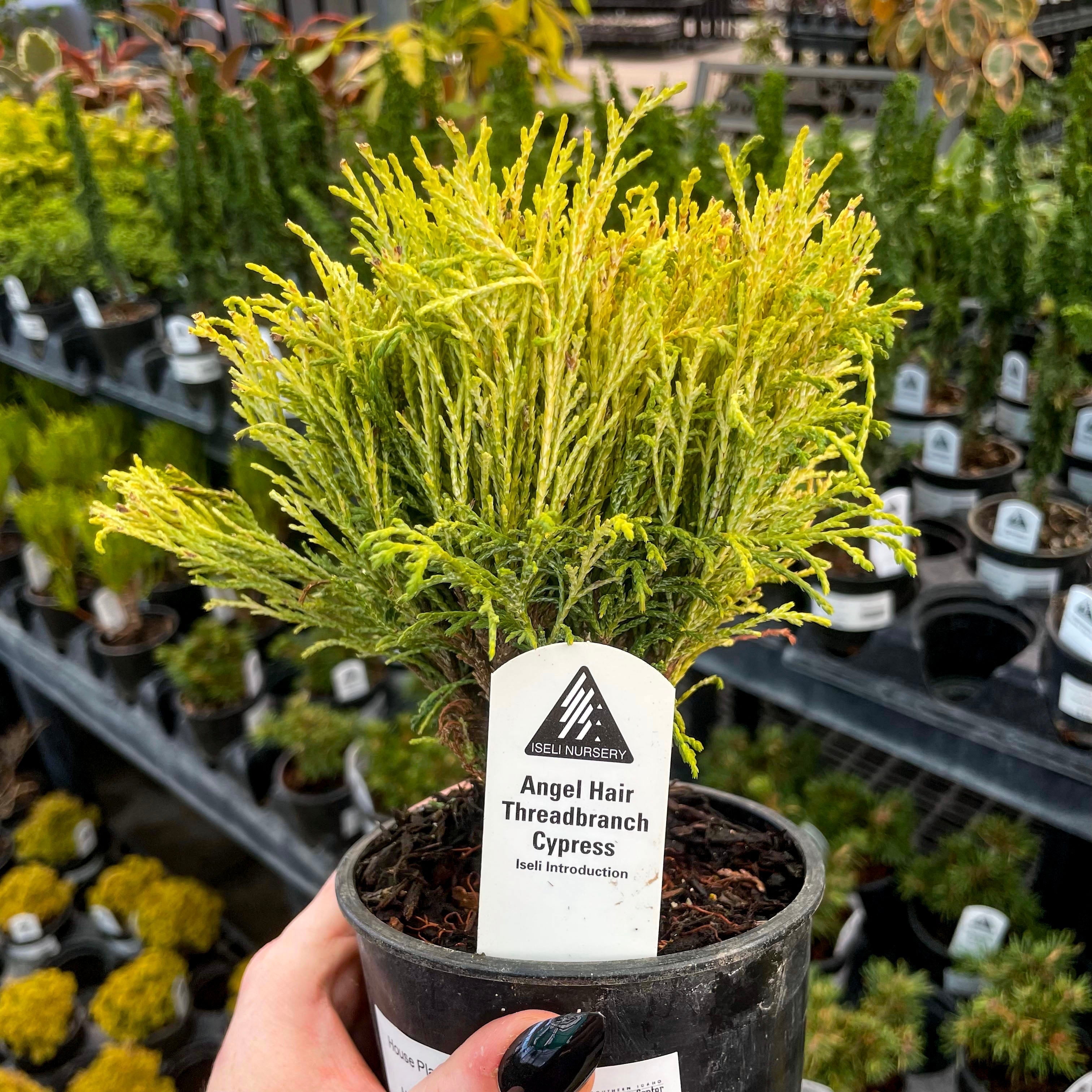 Angel Hair Threadbranch Cypress - Live Bonsai Starter Plant - 4 ...