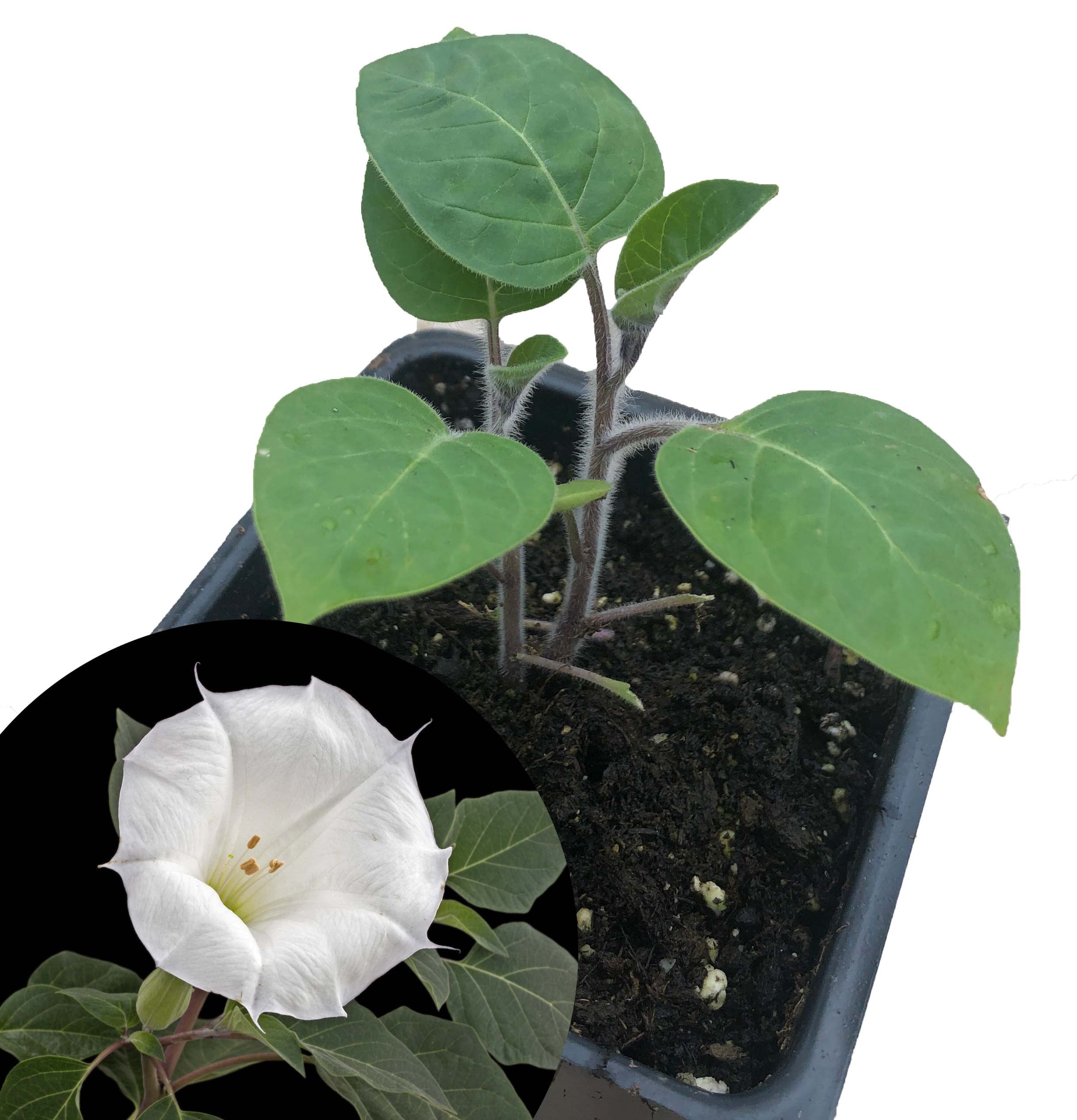 Angel's Trumpet Live Plant (Datura inoxia) - Indoor Flowering ...