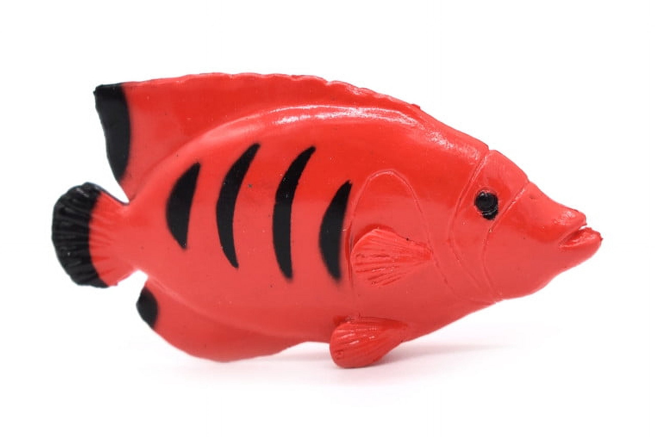 Angel Fish