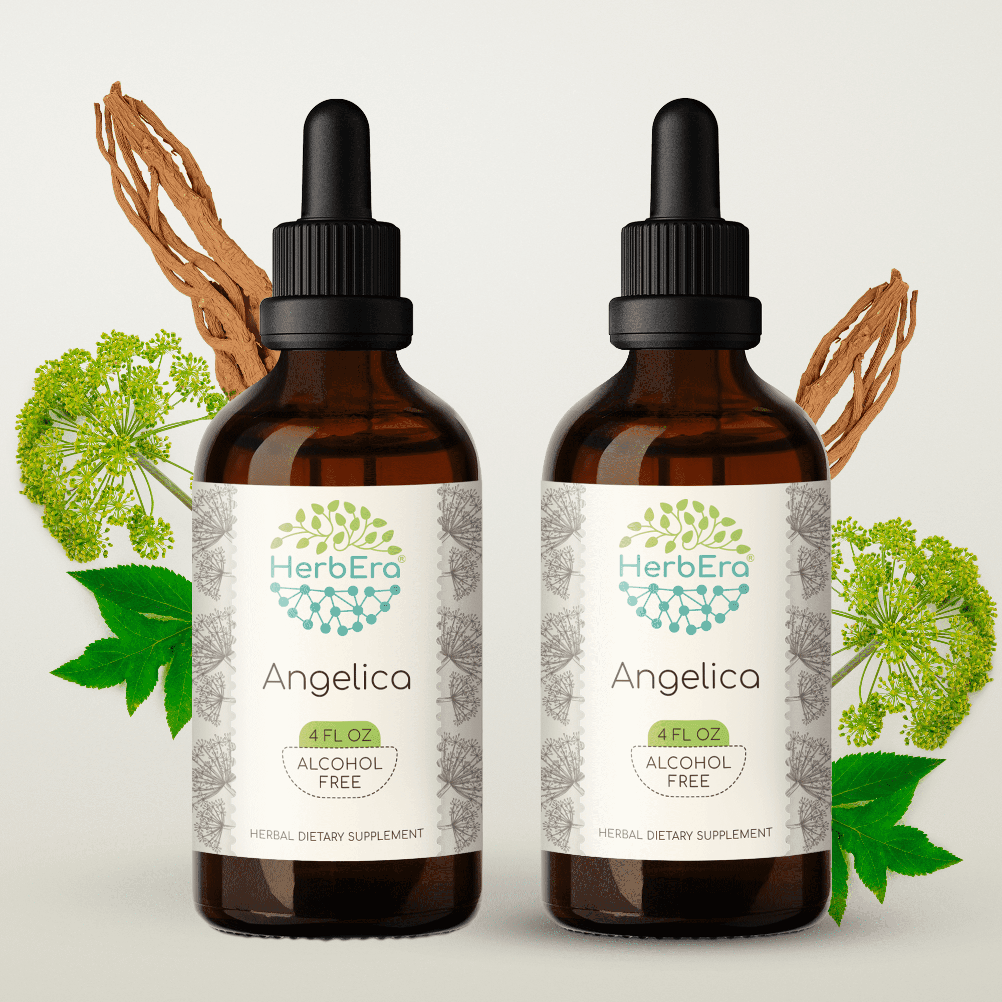 Angelica Alcohol-FREE Herbal Extract Tincture, Super-Concentrated ...