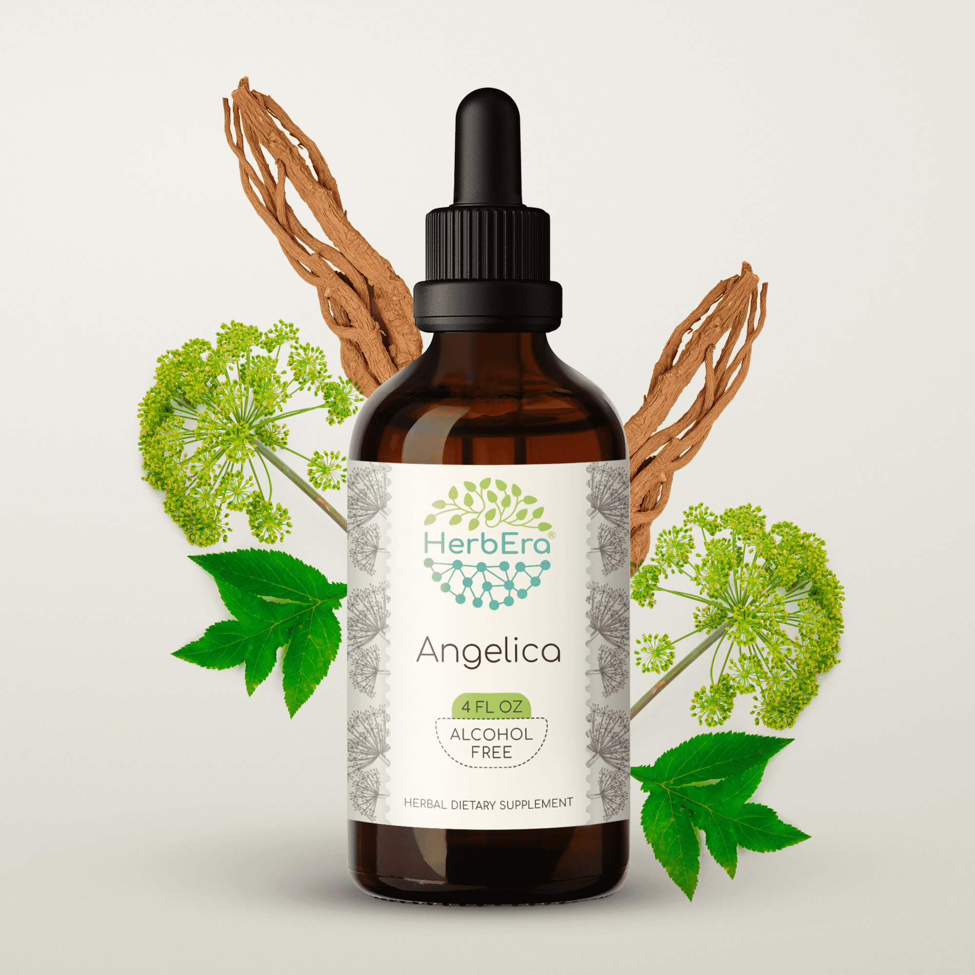 Angelica Alcohol-FREE Herbal Extract Tincture, Super-Concentrated ...