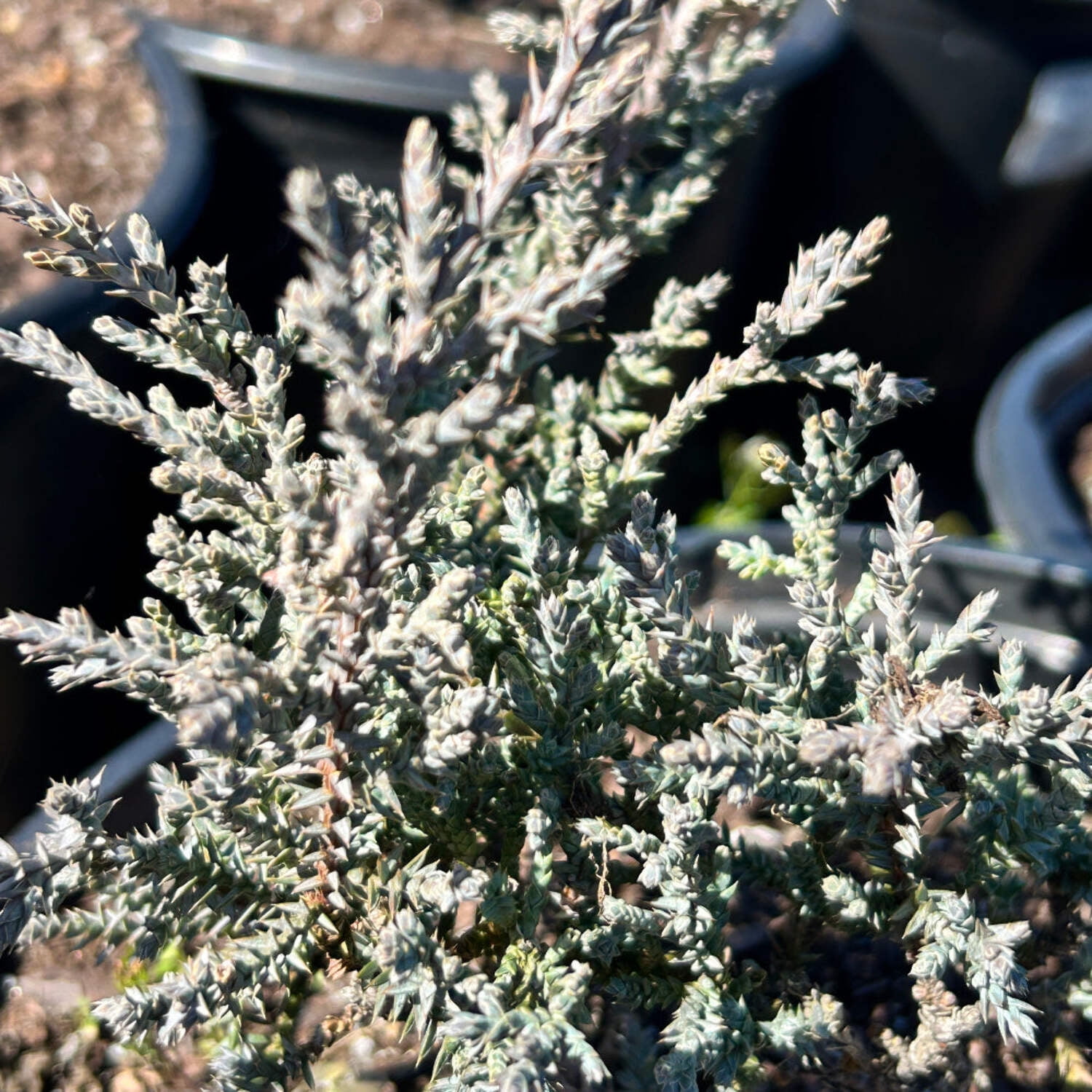 Angelica Blue Juniper - 3 Gallon Pot, Live Coniferous Shrub, Full Sun ...