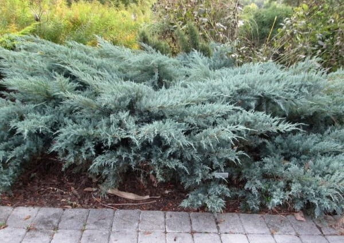 Angelica Blue Spreading Juniper - Live Plant - ( 2.5 QT ) - Evergreen ...