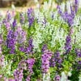 Angelonia Flower Garden Seeds - Serena Mix Waterfall - 100 Seeds ...