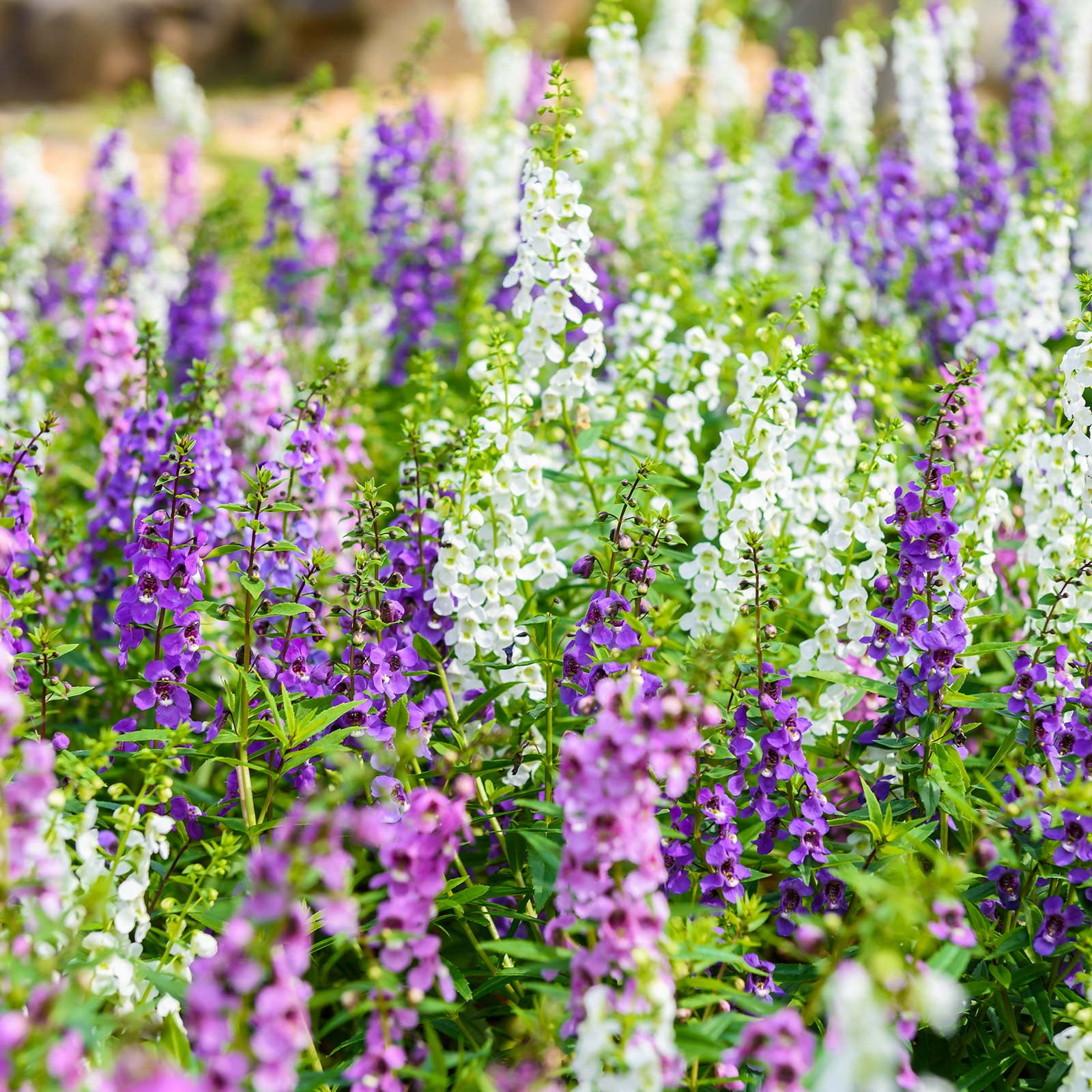 Angelonia Flower Garden Seeds - Serena Mix Waterfall - Packet of 10 ...