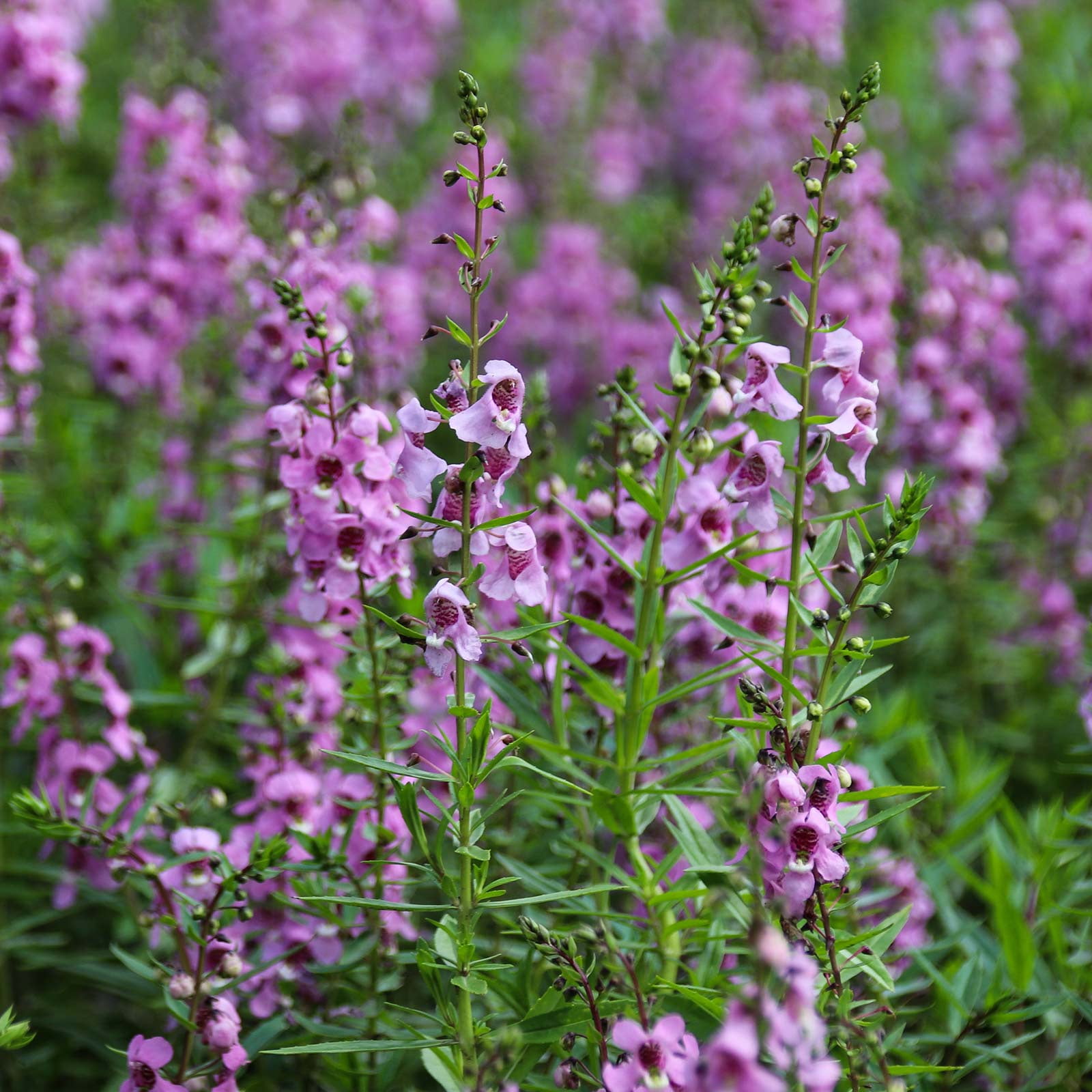Angelonia Flower Garden Seeds - Serena Purple - Packet of 10 Seeds ...