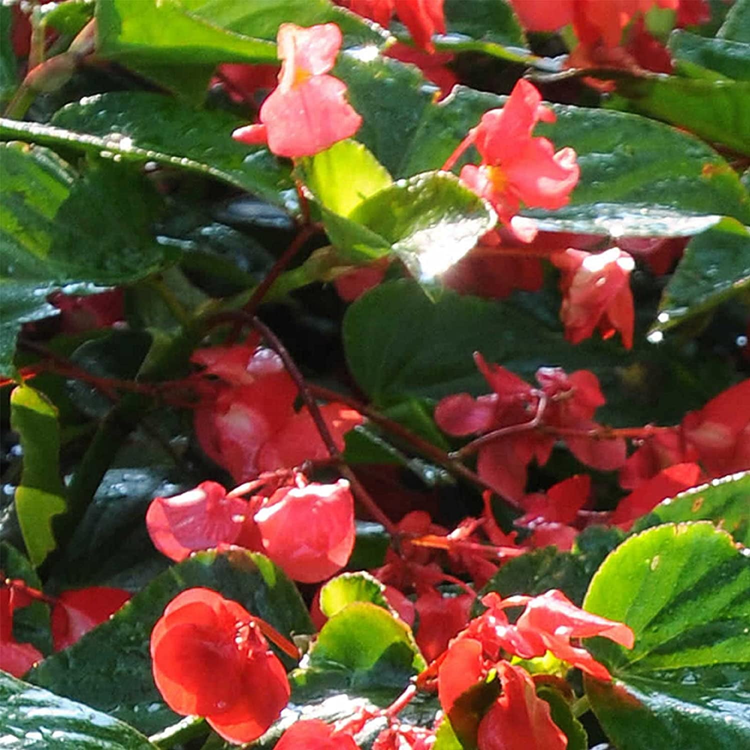 Mountain Valley Seed Company 100 Dragon Wing Red Begonia Plant Seeds ...