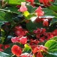 Mountain Valley Seed Company 100 Dragon Wing Red Begonia Plant Seeds, GMO Free - Walmart.com