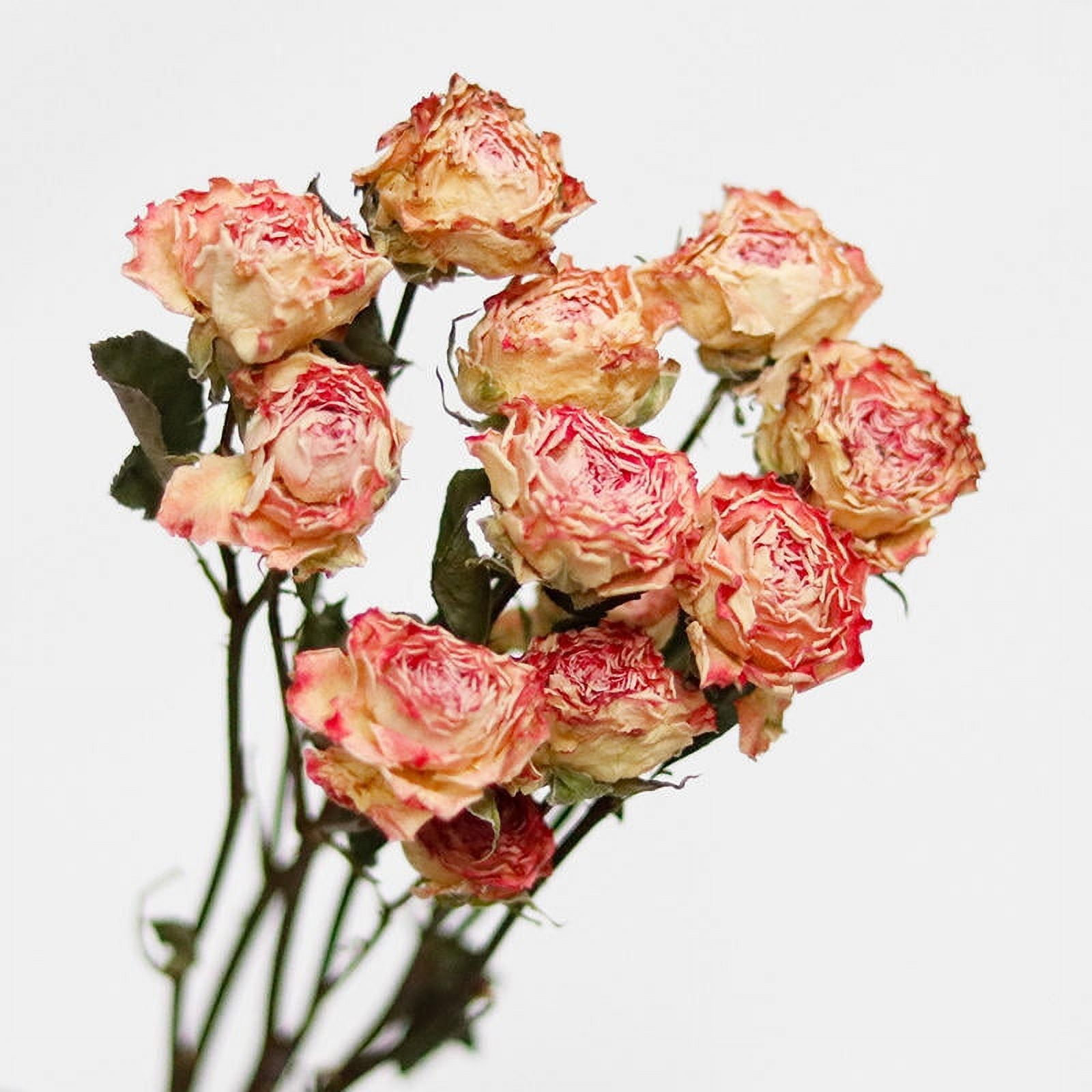 Angfeng 15 Heads Natural Rose Bouquet Real Roses Dried Flower Epoxy ...