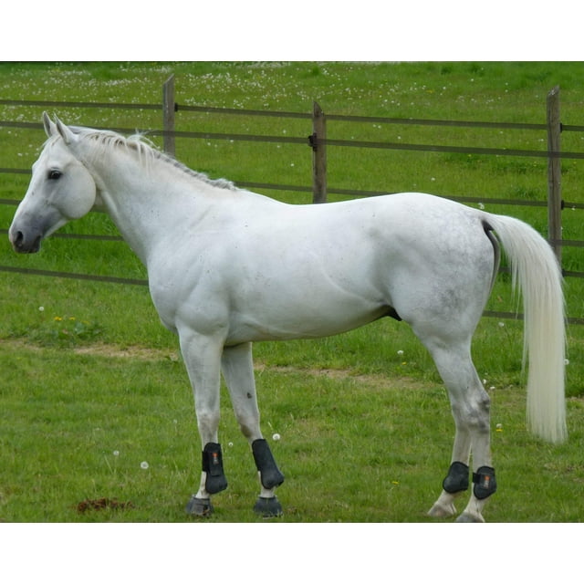 Anglo Arabian Horse Breed GLOSSY POSTER PICTURE PHOTO PRINT BANNER ...