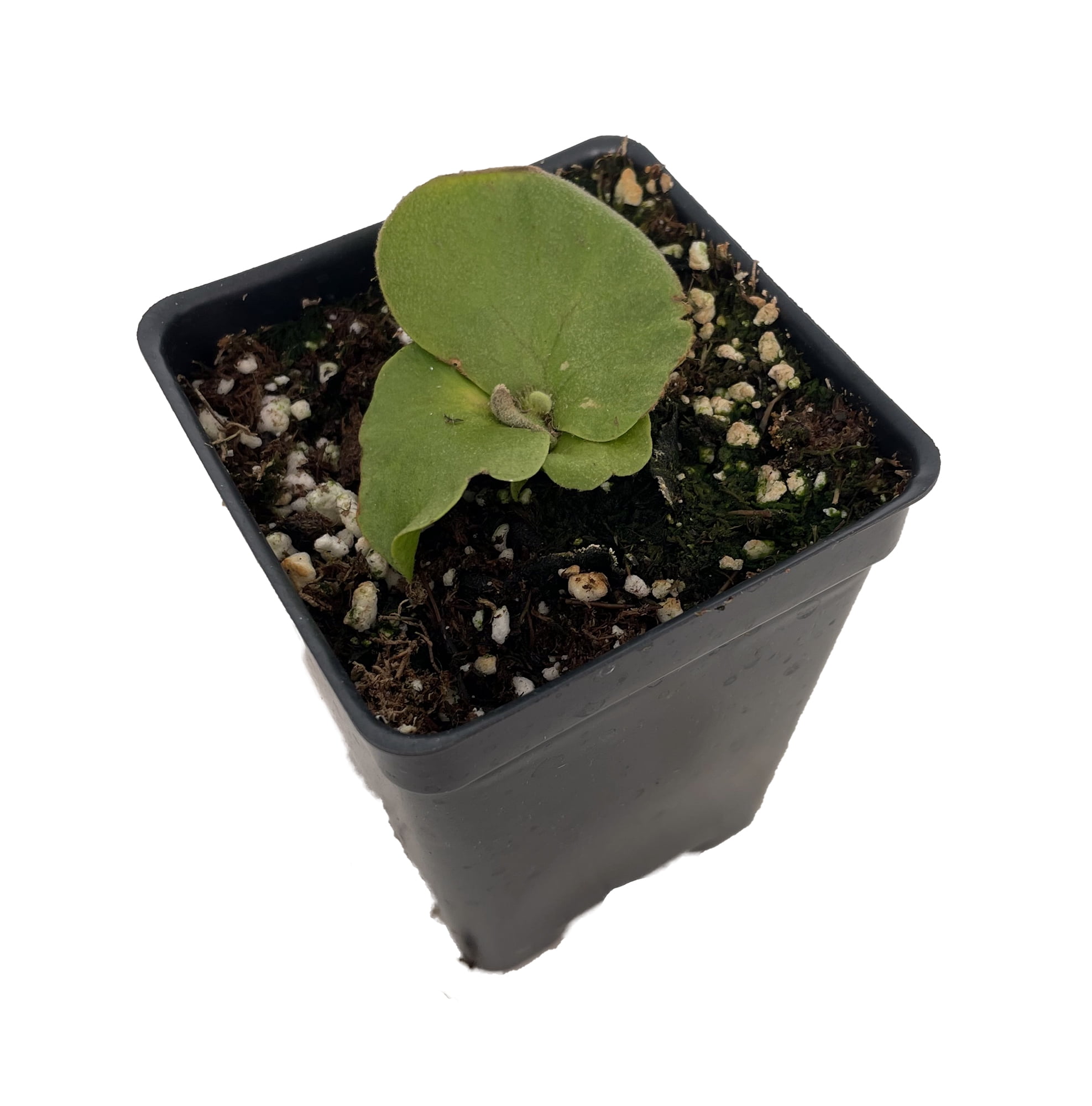 LIVE Indoor House Plant - Angola Staghorn Fern, Platycerium ...