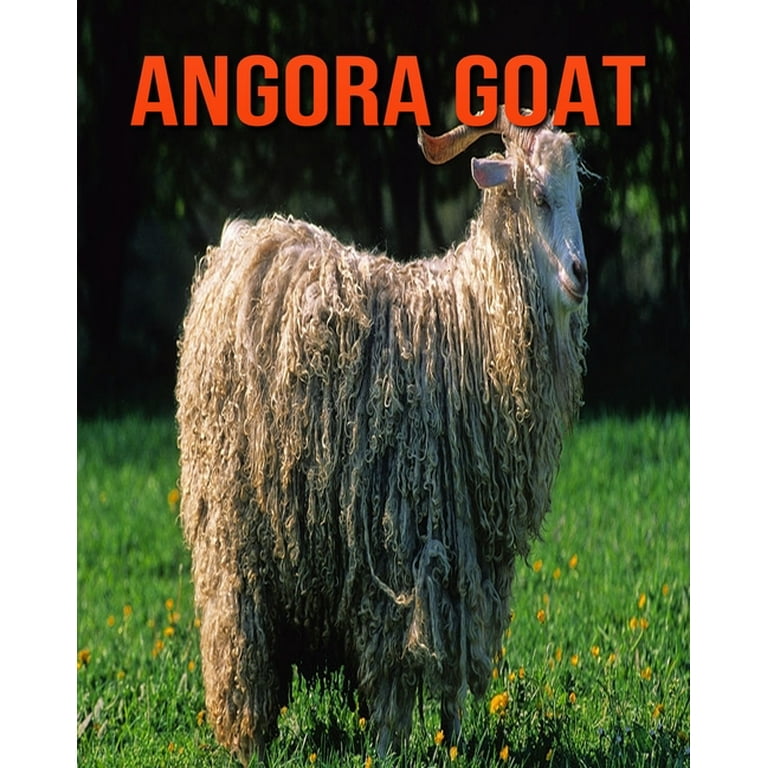 Angora Goat Kids