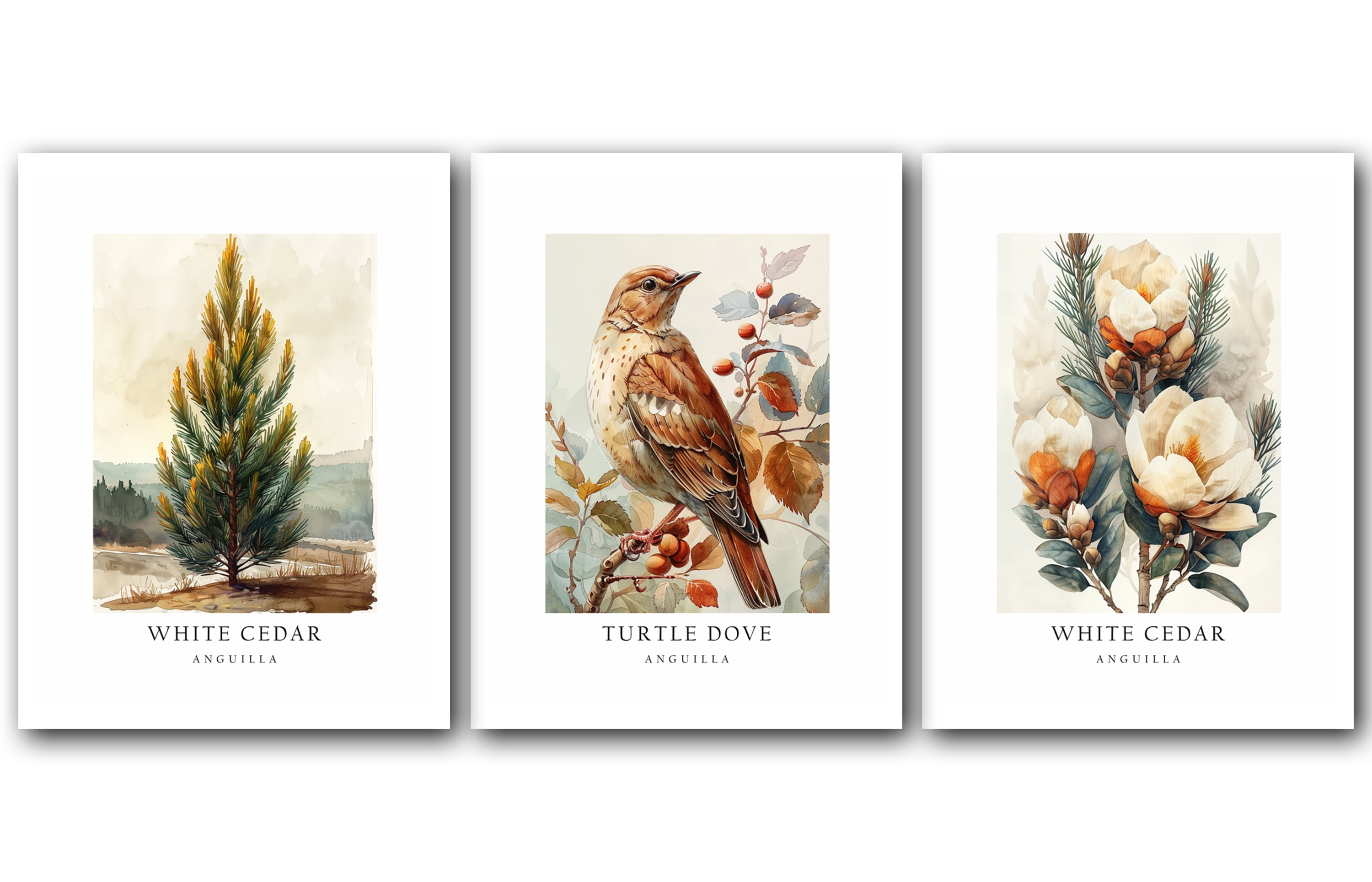 Anguilla National Symbols, The Turtle Dove, White Cedar Flower, White ...