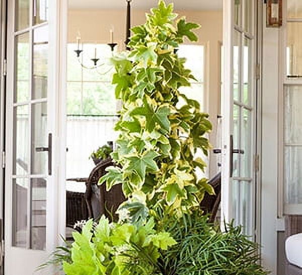 Southern Living Angyo Star Fatshedera Live Shrub in 2.5-Quart Grower ...