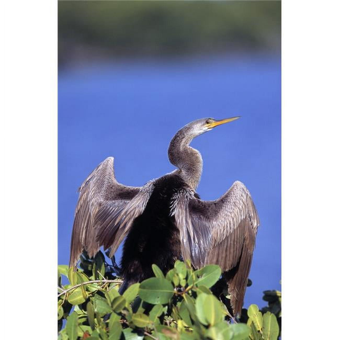 Anhinga Poster Print by Natural Selection David Ponton - 24 x 36 ...