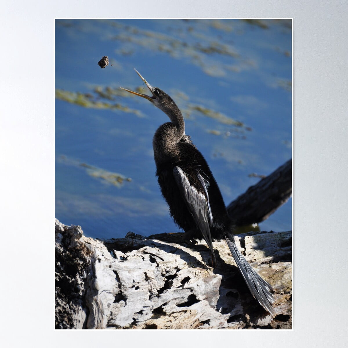 Anhinga Poster Wall Art, Modern Wall Decor For Living Room Bedroom ...