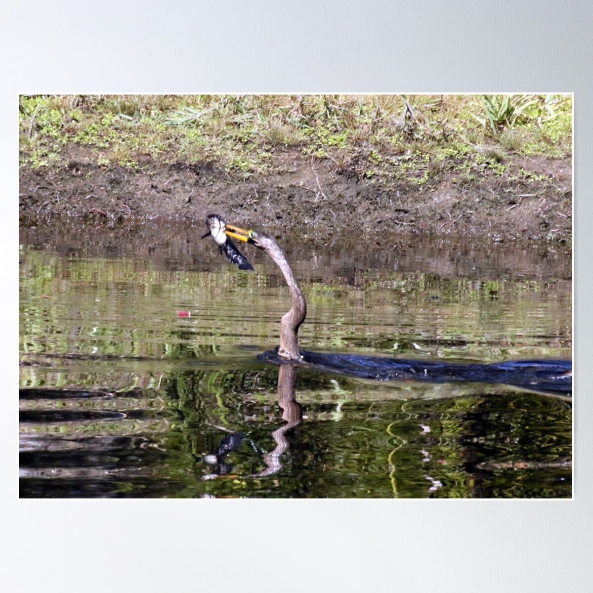Anhinga With Catfish Poster Wall Art, Modern Wall Decor For Living Room ...