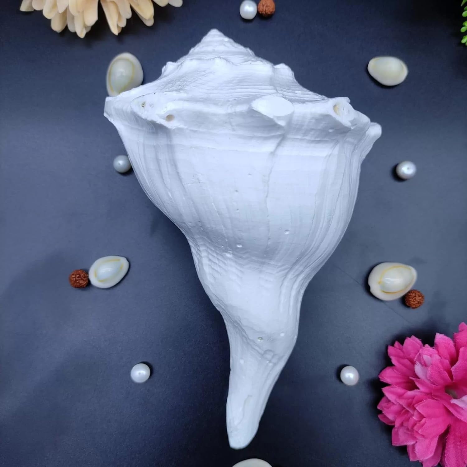 Ani Divine Dakshinavarthi Shankh 45 Inch Length Authentic RightHanded ...