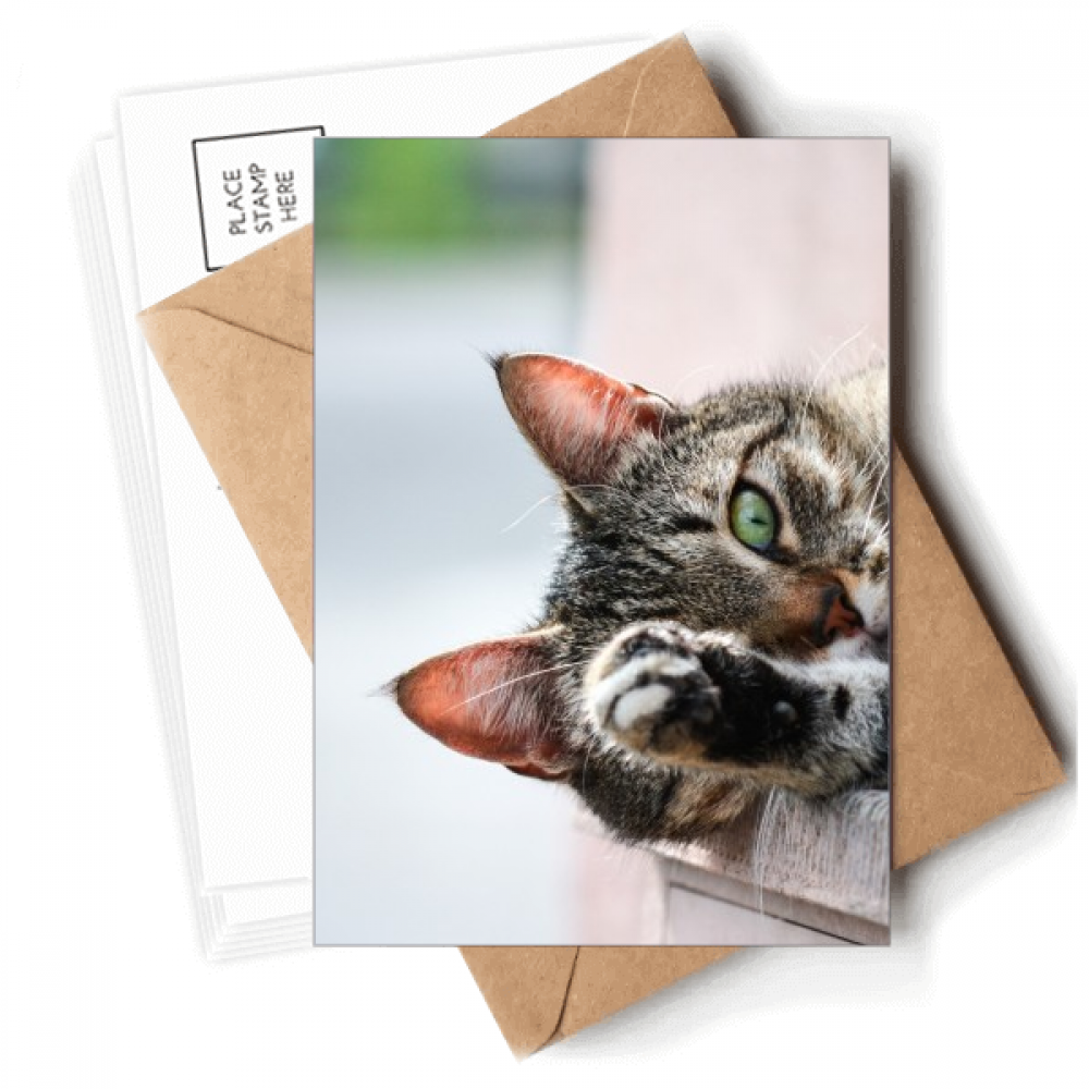 Animal Activity Cat Photograph Picture Postcards Envelopes Blank Note ...