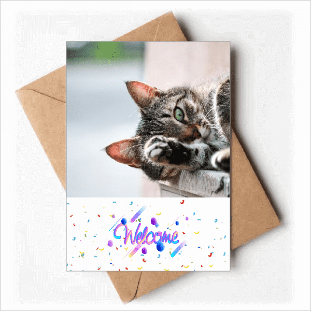 Animal Activity Cat Photograph Picture Welcome Back Greeting Cards ...