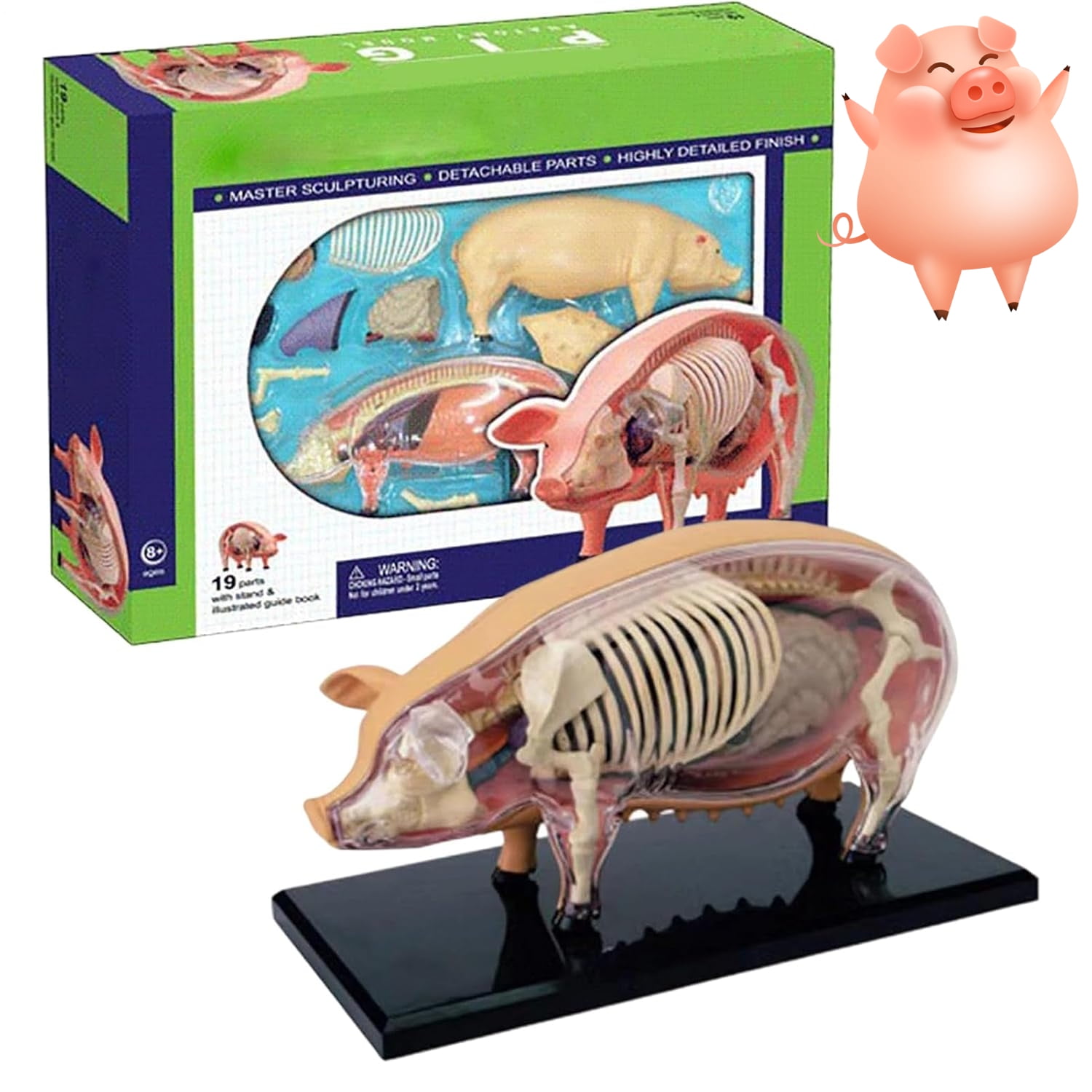 Animal Anatomy Model - Veterinary Swine Biology Aid, Detachable Science ...