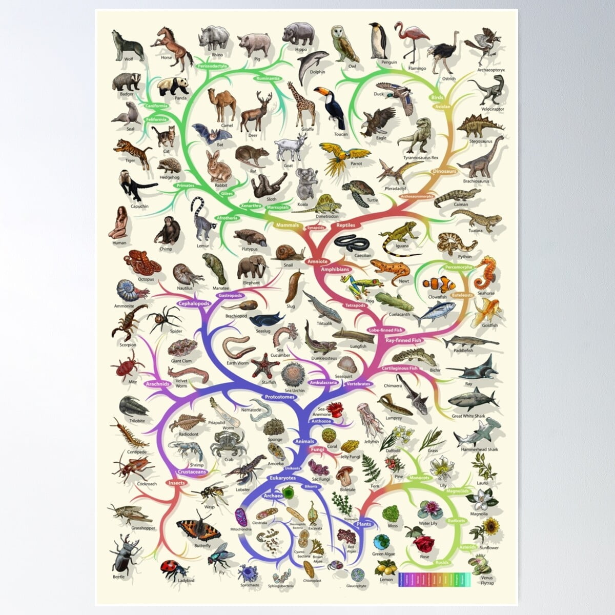 Animal And Plant Evolution - Tree Of Life Poster - English Poster Wall ...