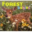 Whos in the Forest (Board Book) - Walmart.com