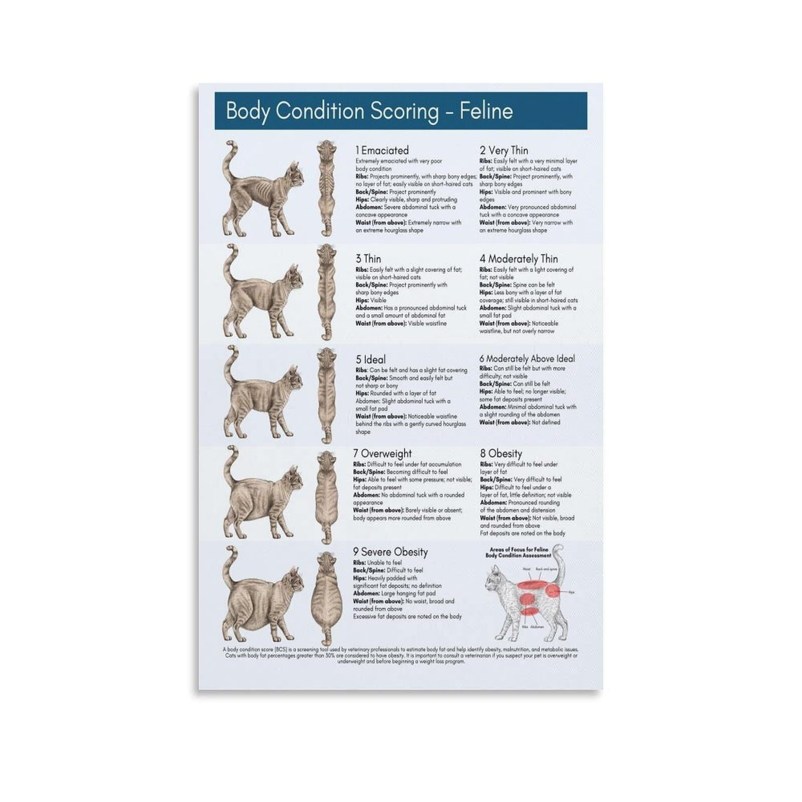 Animal Body Condition Poster,Feline Body Condition Score Chart Canvas ...
