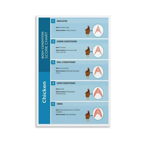 Animal Body Condition Poster,chicken Body Condition Score Chart Canvas ...