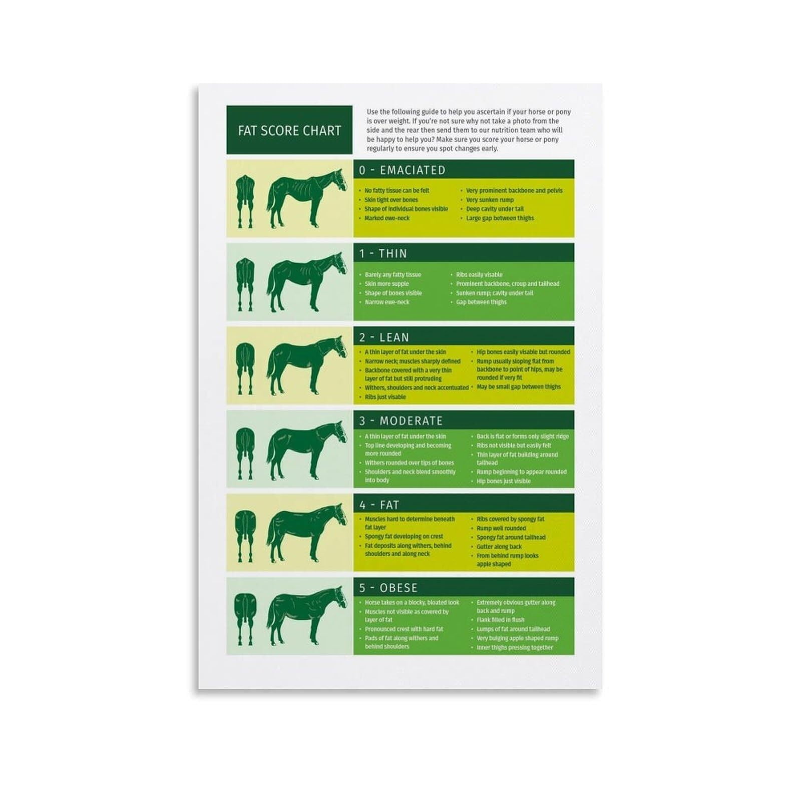 Animal Body Condition Poster,horse Body Condition Score Chart Canvas ...