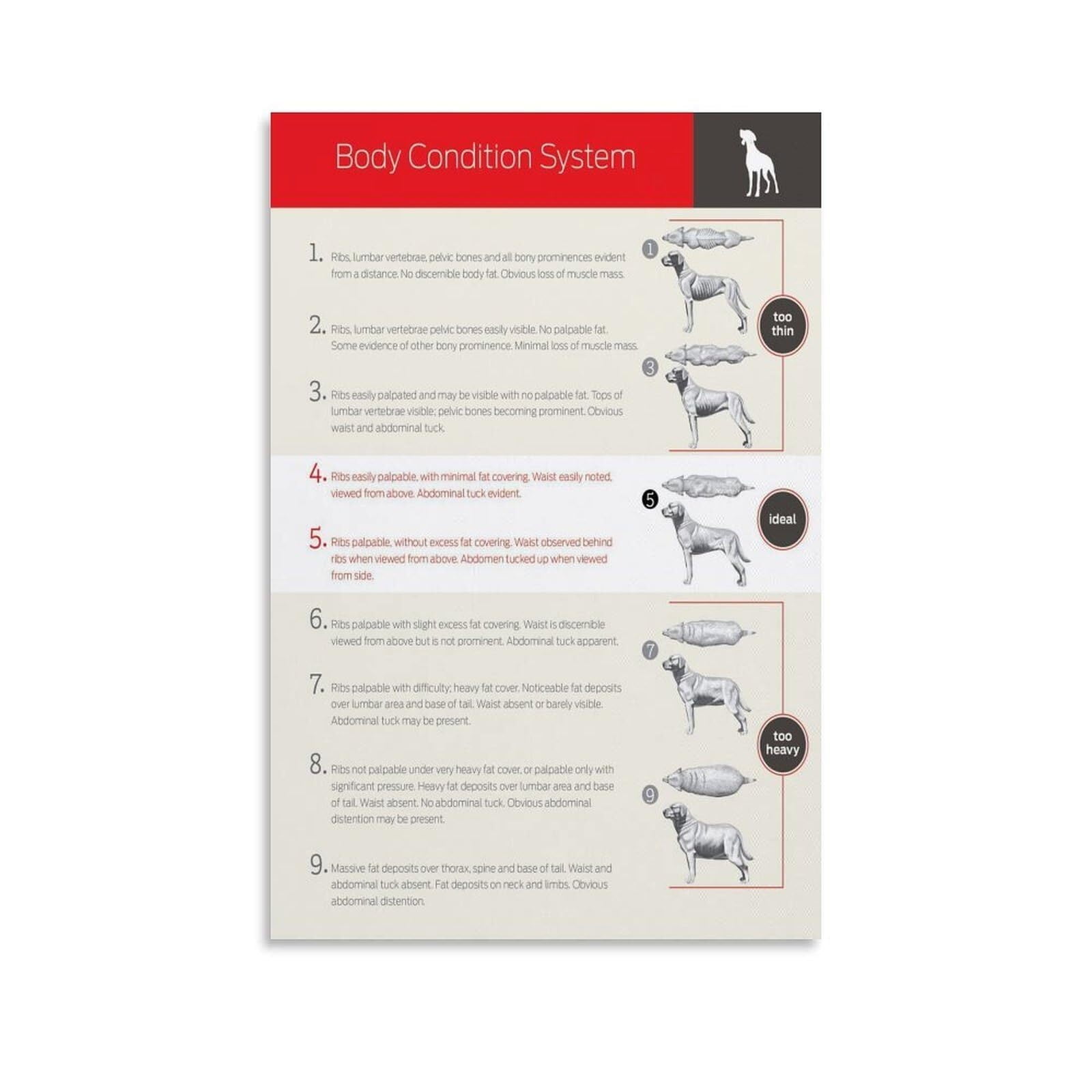 Animal Body Condition System Poster Body Condition Score Chart Canvas ...