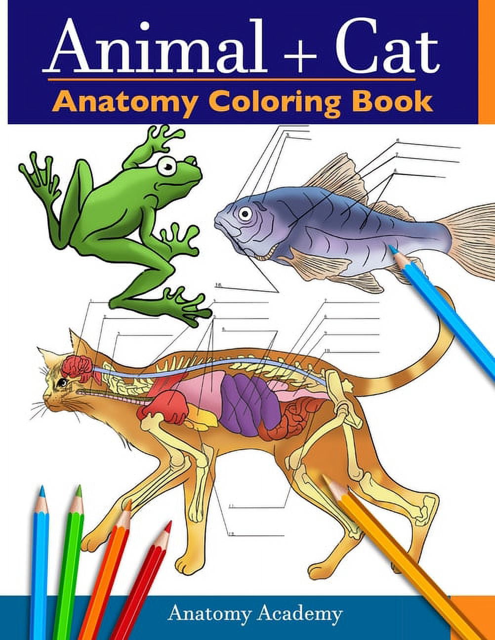 Animal & Cat Anatomy Coloring Book: 2-in-1 Compilation Incredibly ...