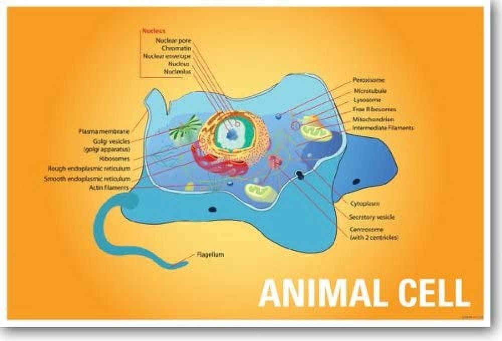 Animal Cell Biology - NEW Classroom Biology Poster - Walmart.com