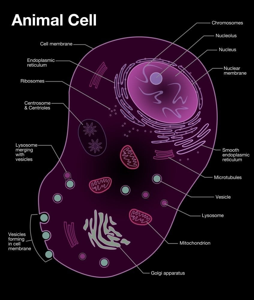 Animal Cell Diagram Poster Print by Spencer SuttonScience Source ...