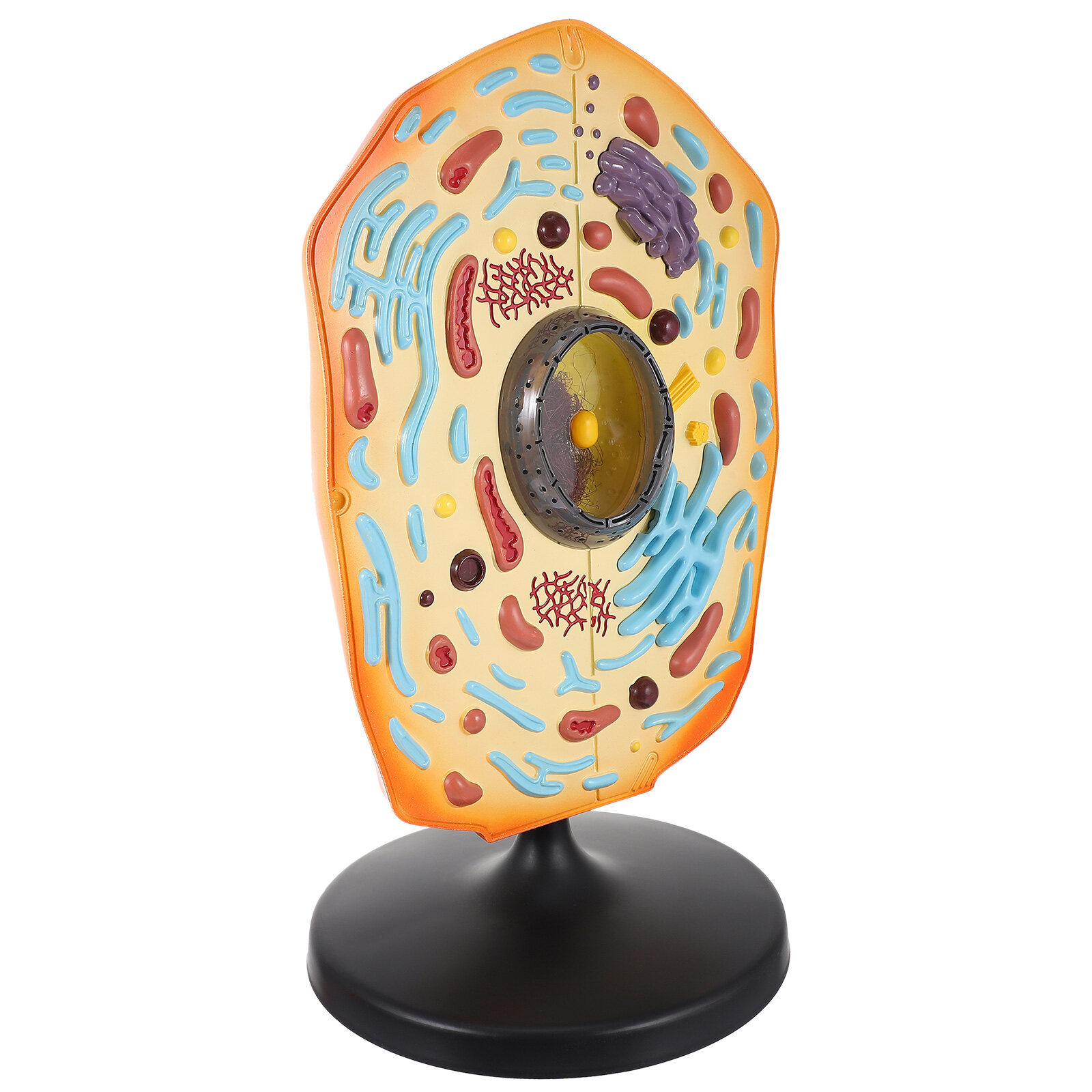 Animal Cell Model Kit Plant Teaching Equipment Display - Walmart.com