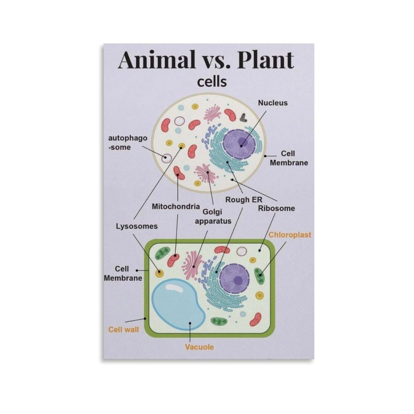 Animal Cell Structure And Plant Cell Poster Canvas Print Wall Art ...