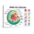 Animal Cell Structure Diagram Biology Science Education Chart Parts ...