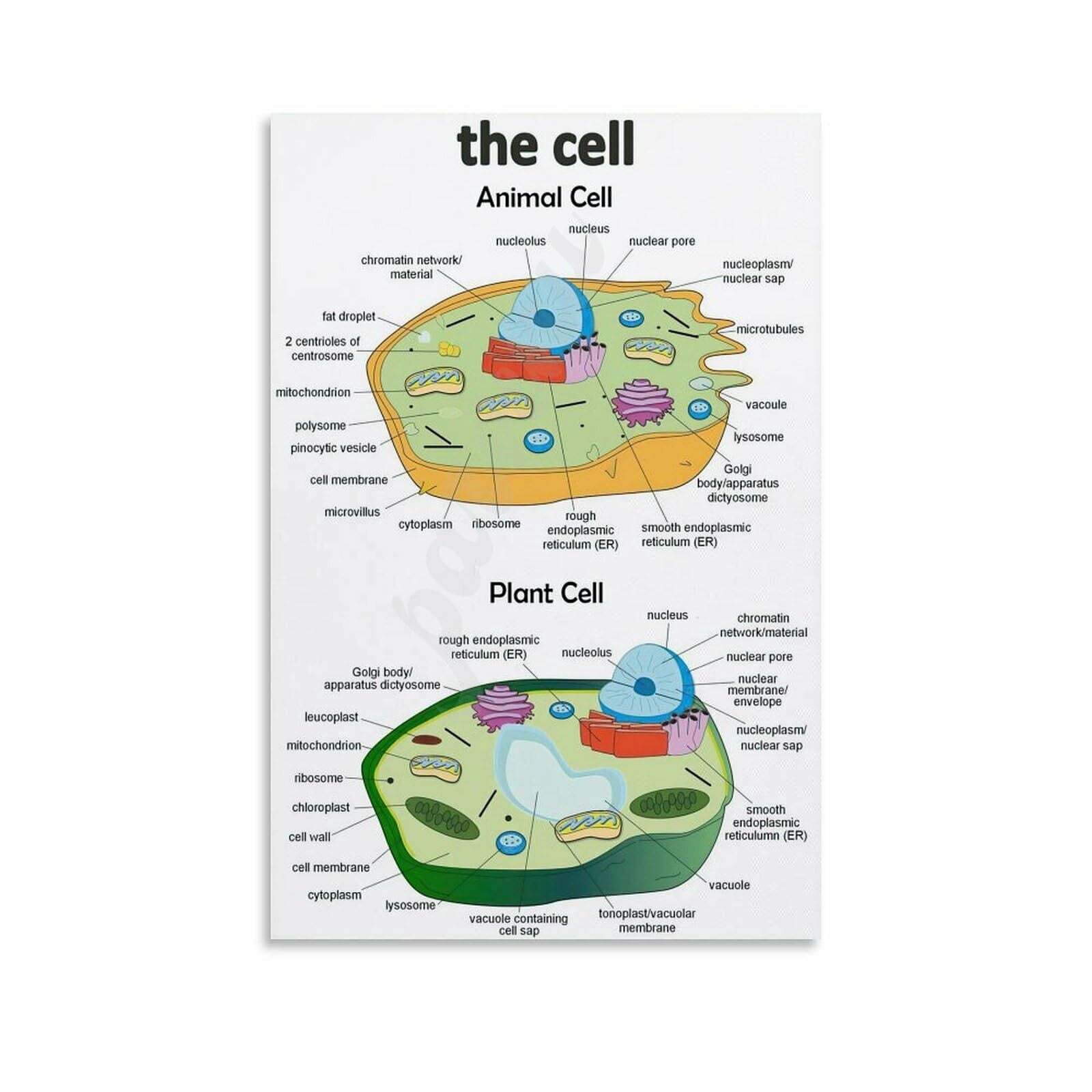 Animal Cells And Plant Cells Structural Poster Biology Poster(6) Canvas ...