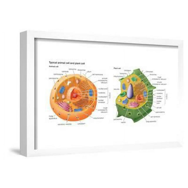 Animal Cells, Plant Cells, Eukaryotes, Biology, Framed Art Print Wall ...