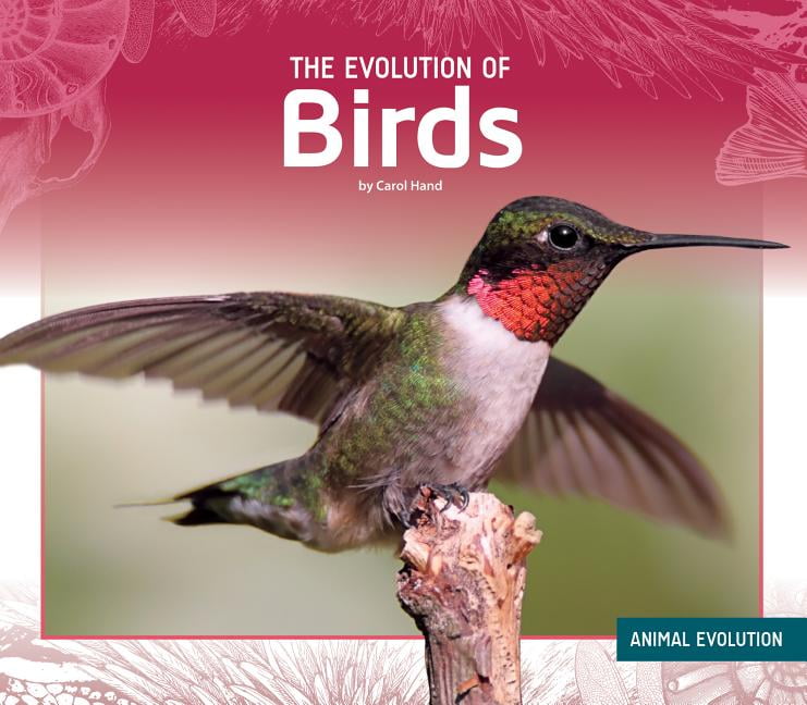 Animal Evolution Evolution of Birds, (Hardcover) - Walmart.com