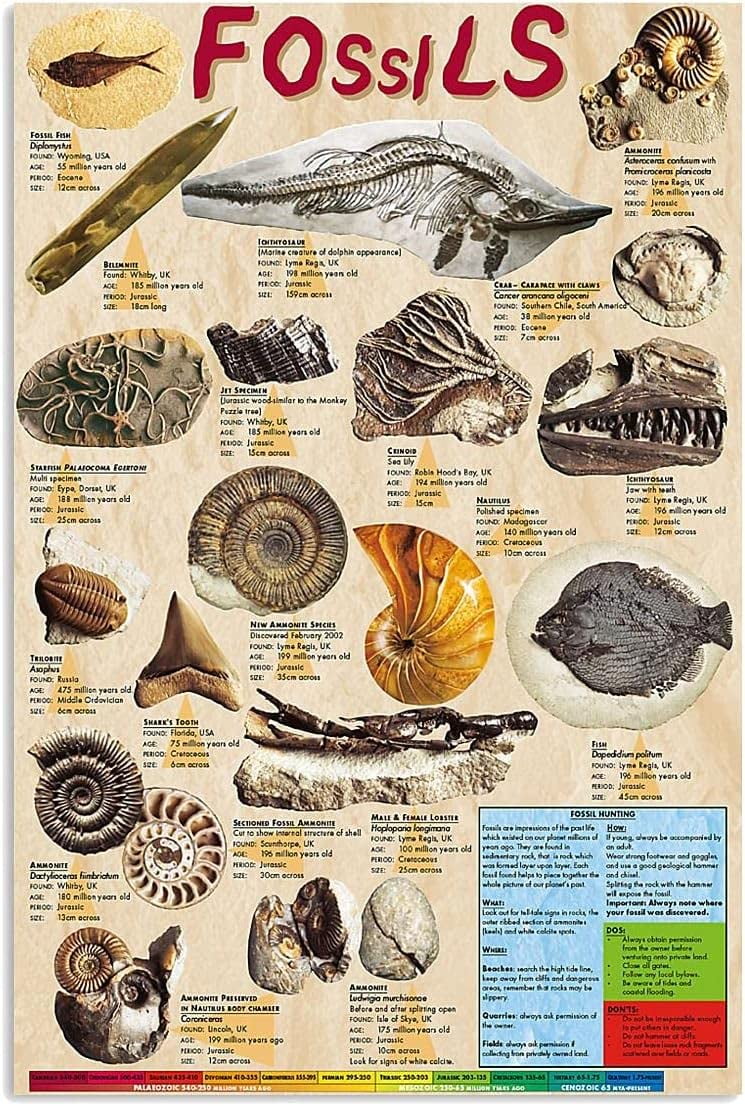 Animal Fossil Infographic Metal Signs Wall Decor Poster Biology ...