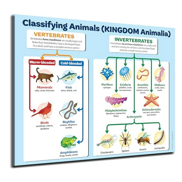 Animal Kingdom Classification Poster (Pack of 10) - Laminated 17 x 22 ...