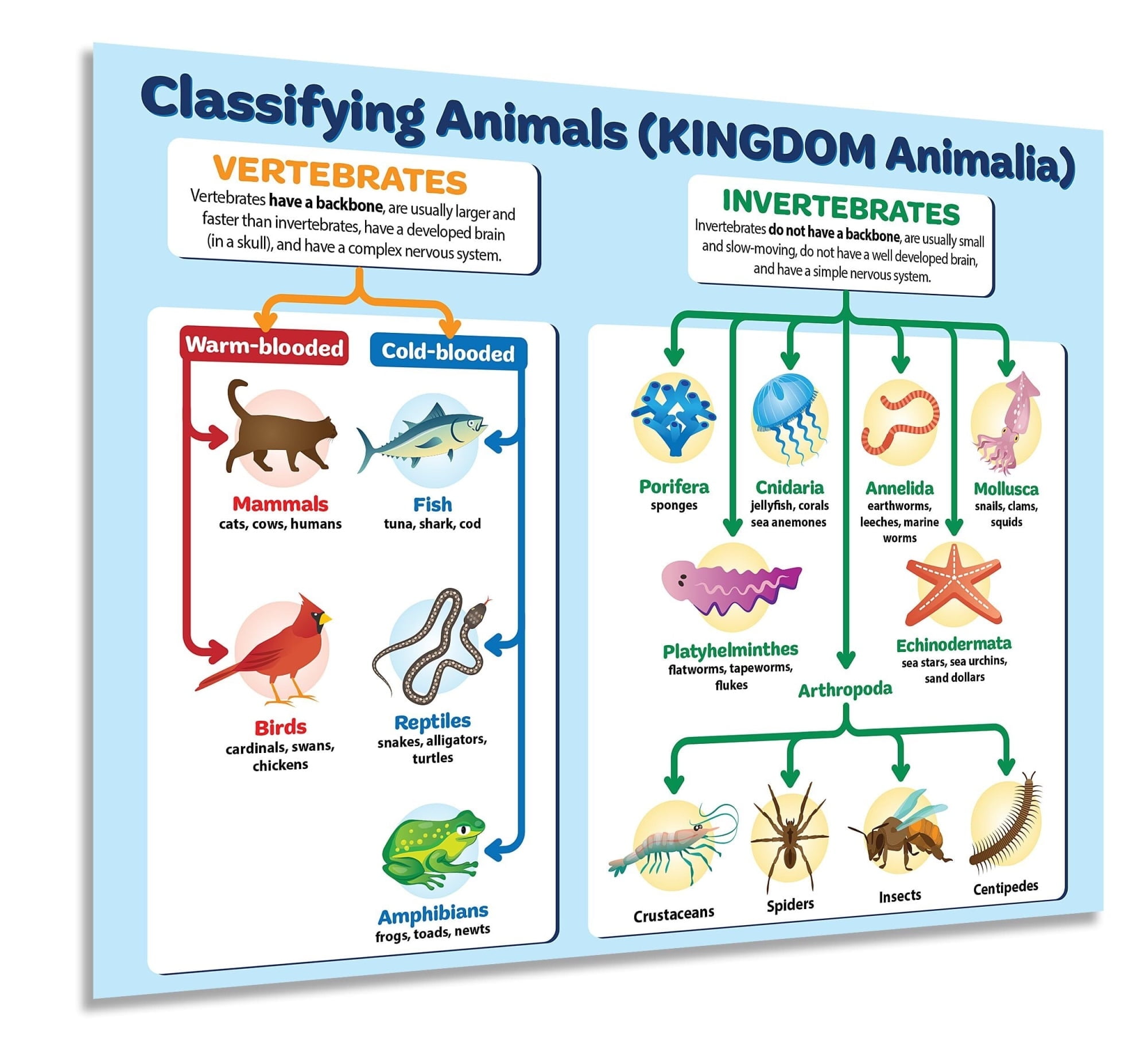 Animal Kingdom Classification Poster - Zoology, Taxonomy Chart for Kids ...